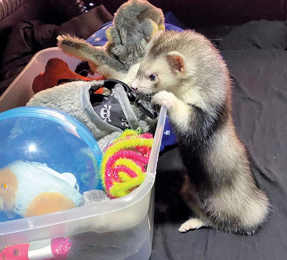 Bundle of joy: Friendly ferret provides companionship and entertainment ...