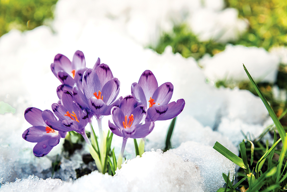 Earth’s rebirth during spring serves as reminder of the promise of ...