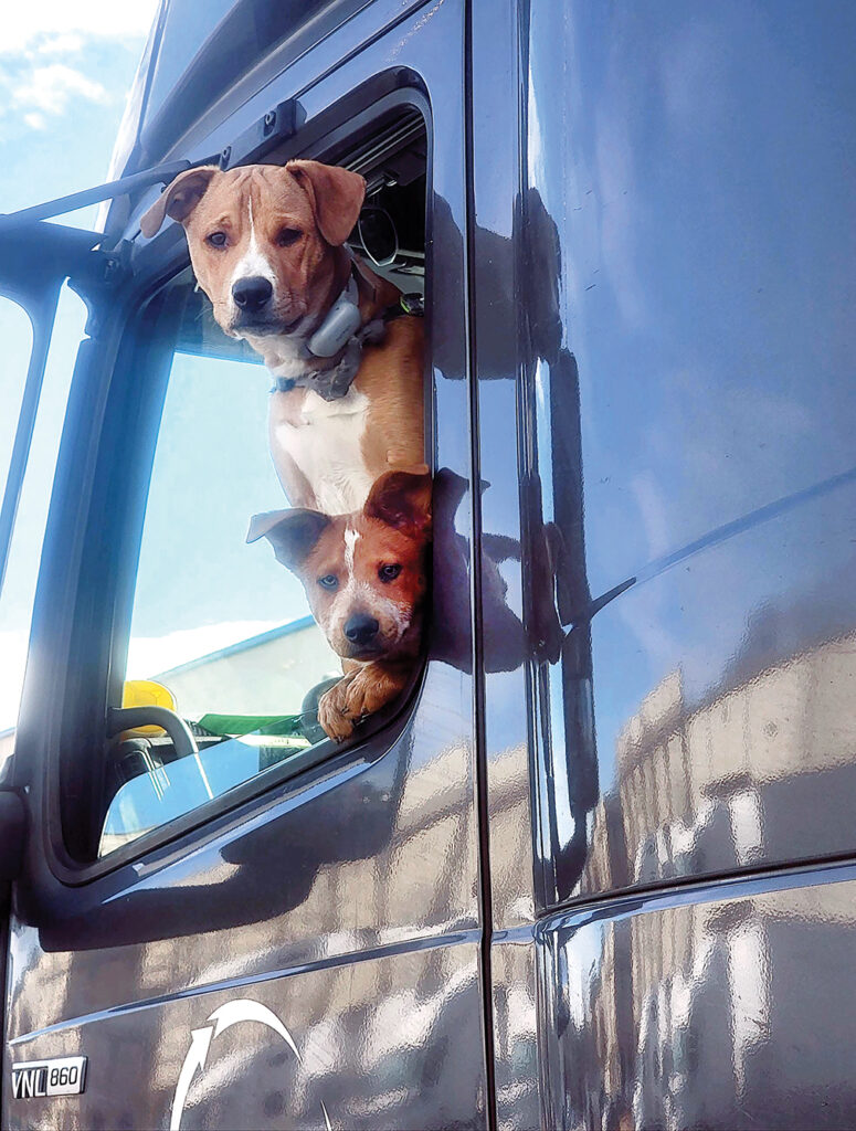 Road dogs: Trucker fulfills dream with her pups and her partner by her ...