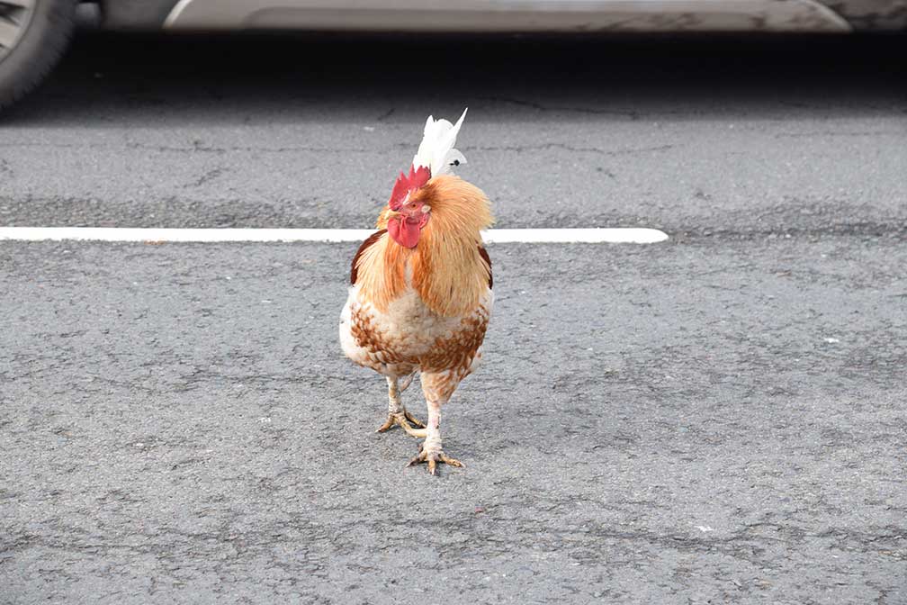 Chicken offal spill creates 'fowl' odor, highway treated and reopened ...