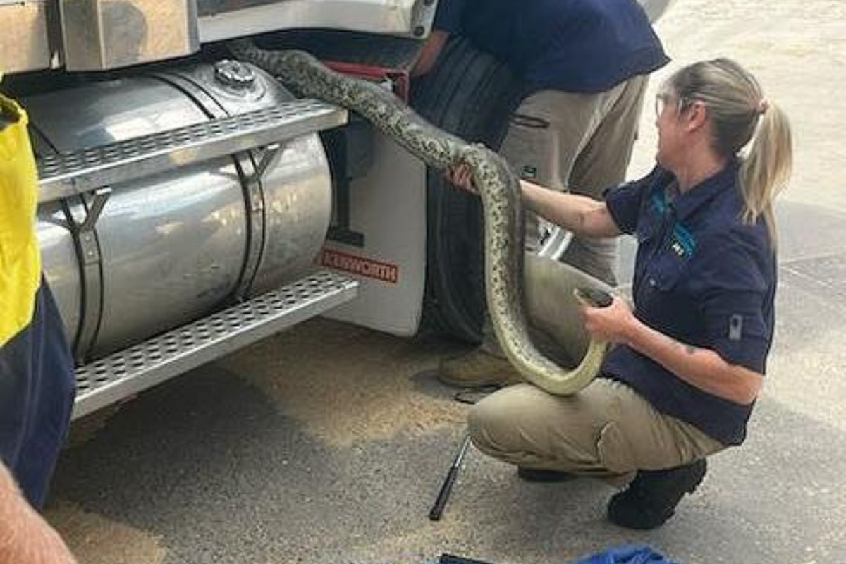 Driver finds 10-foot python during pre-trip check - TheTrucker.com