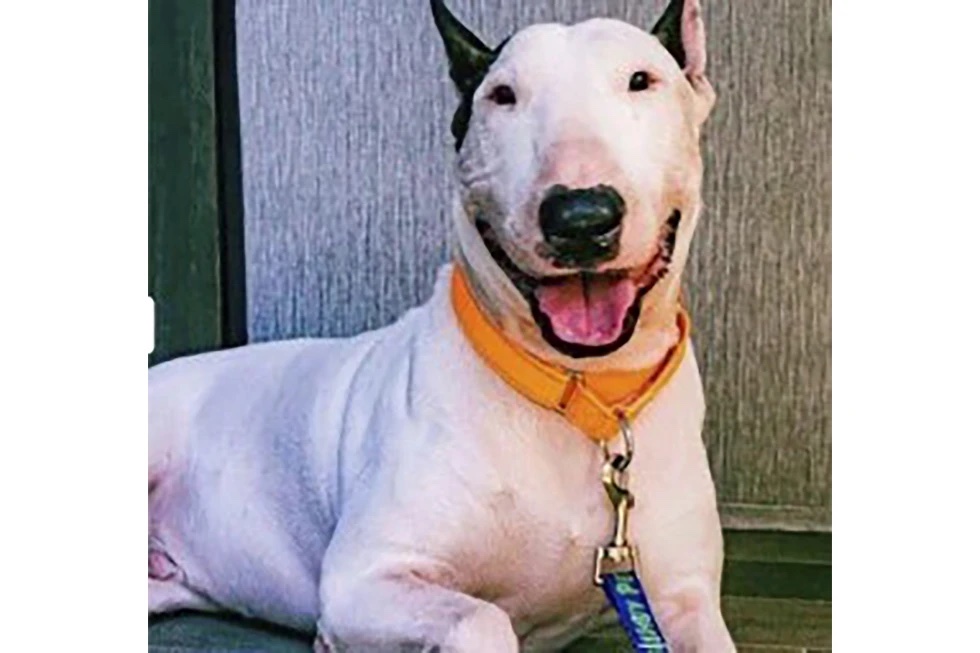 Man charged with abandoning dog in floodwaters as Florida residents ...