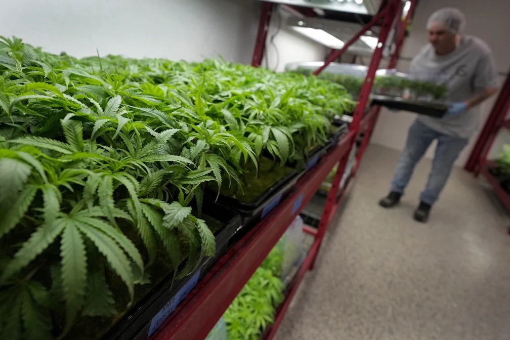 What to know about Trump’s potential change in federal marijuana policy ...